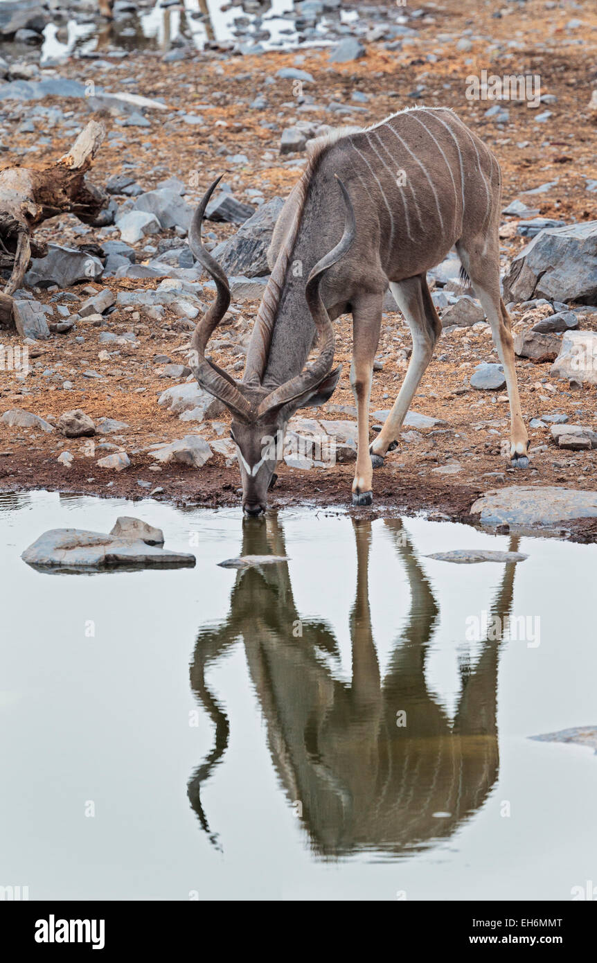 A male kudu drinking from a waterhole in Etosha National Park, Namibia ...