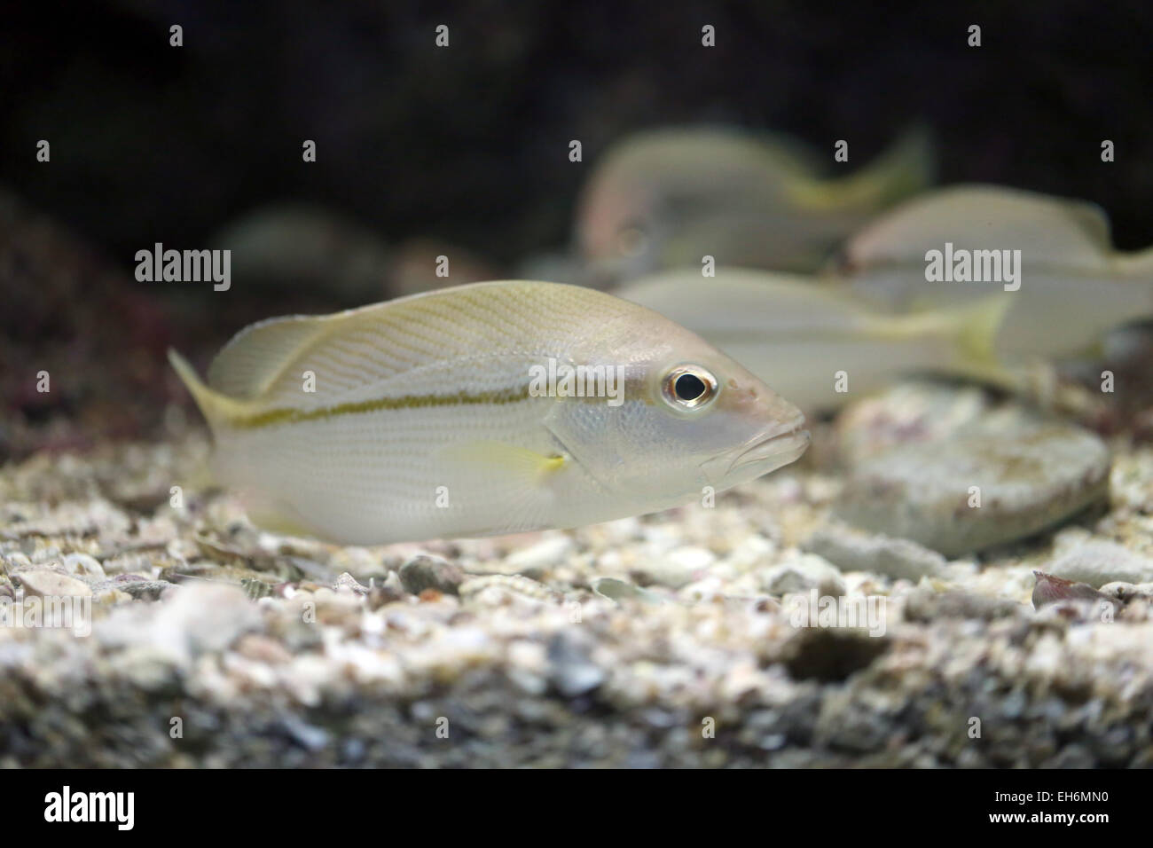 The Russell's snapper or Moses perch fish in the aquarium Stock Photo ...