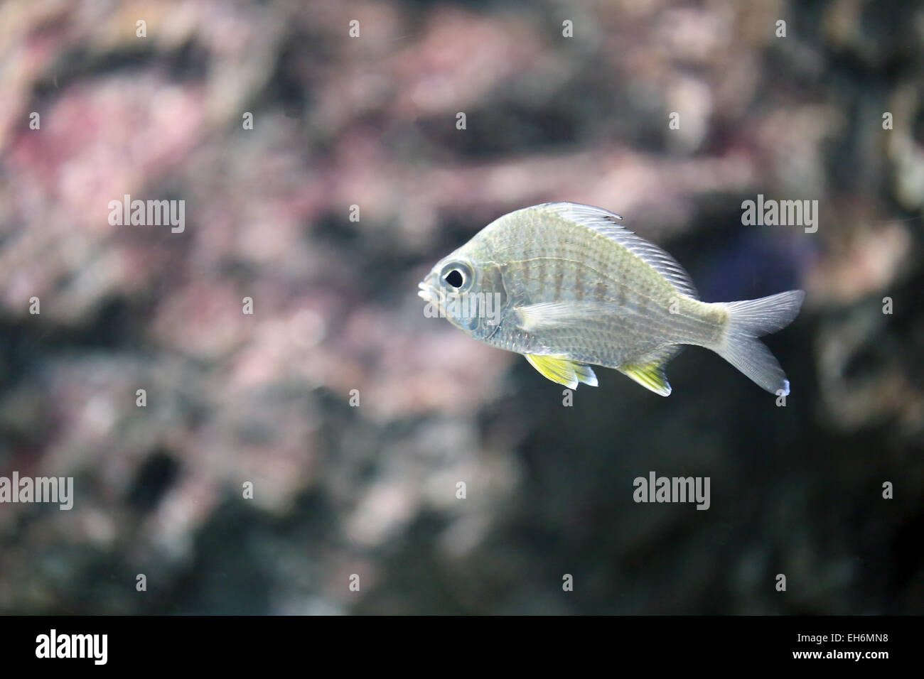 The Silver sea fish in the aquarium Stock Photo - Alamy