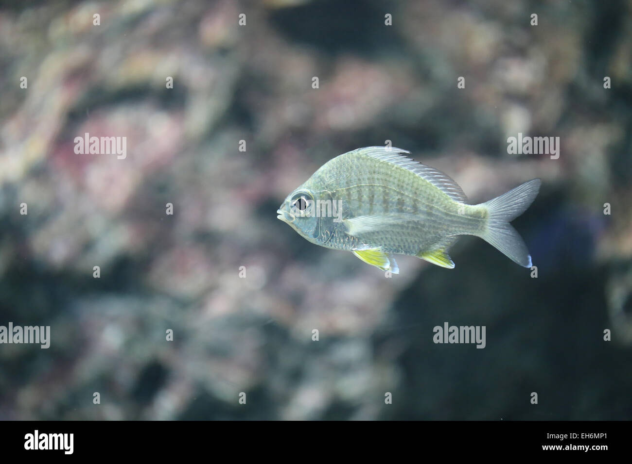 The Silver sea fish in the aquarium Stock Photo - Alamy