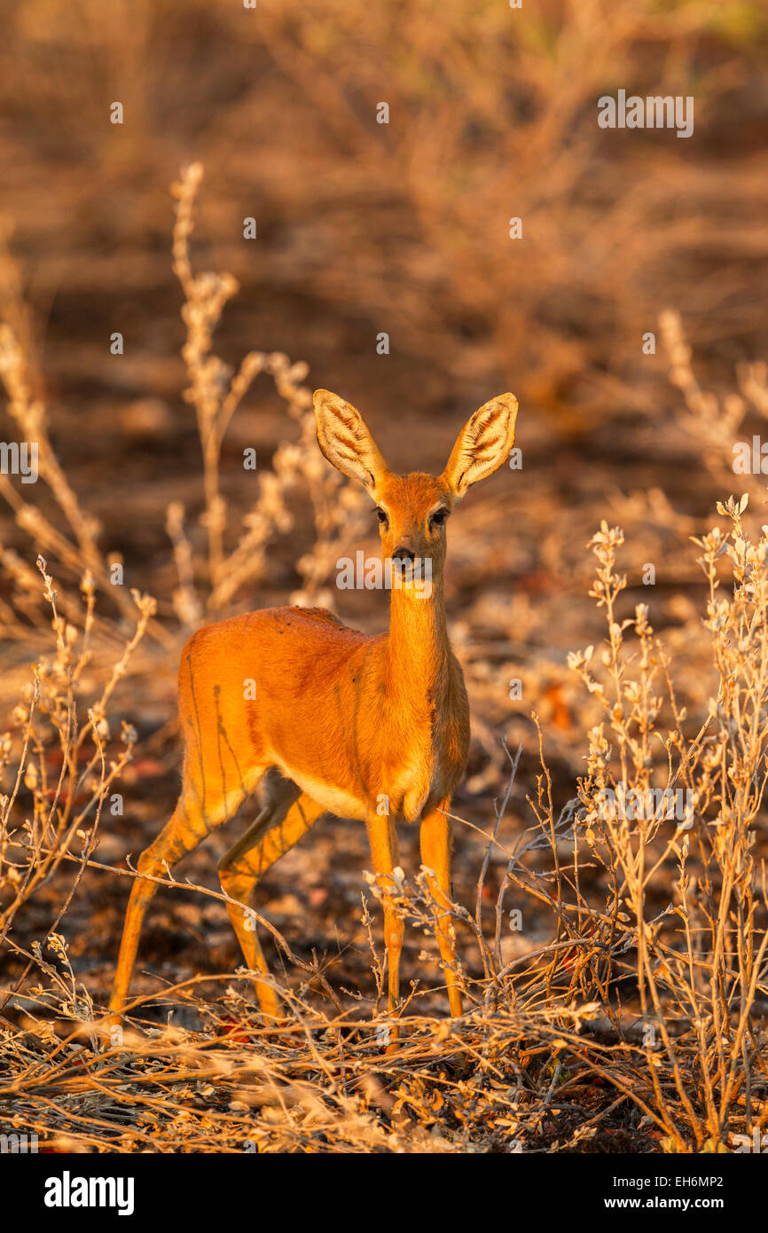 A beautiful african sunset in namibia hi-res stock photography and ...