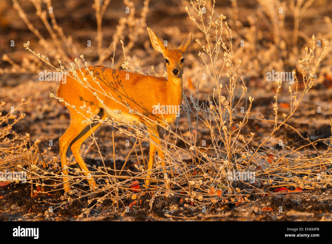 A steenbok in Etosha National Park, Namibia Stock Photo - Alamy
