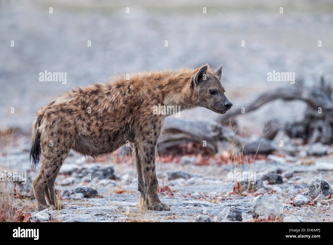 A portrait of a spotted hyena in Etosha National Park, Namibia Stock ...