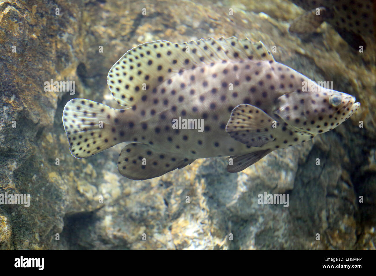 Humpback grouper or Barramundi cod, Panther grouper in the aquarium ...