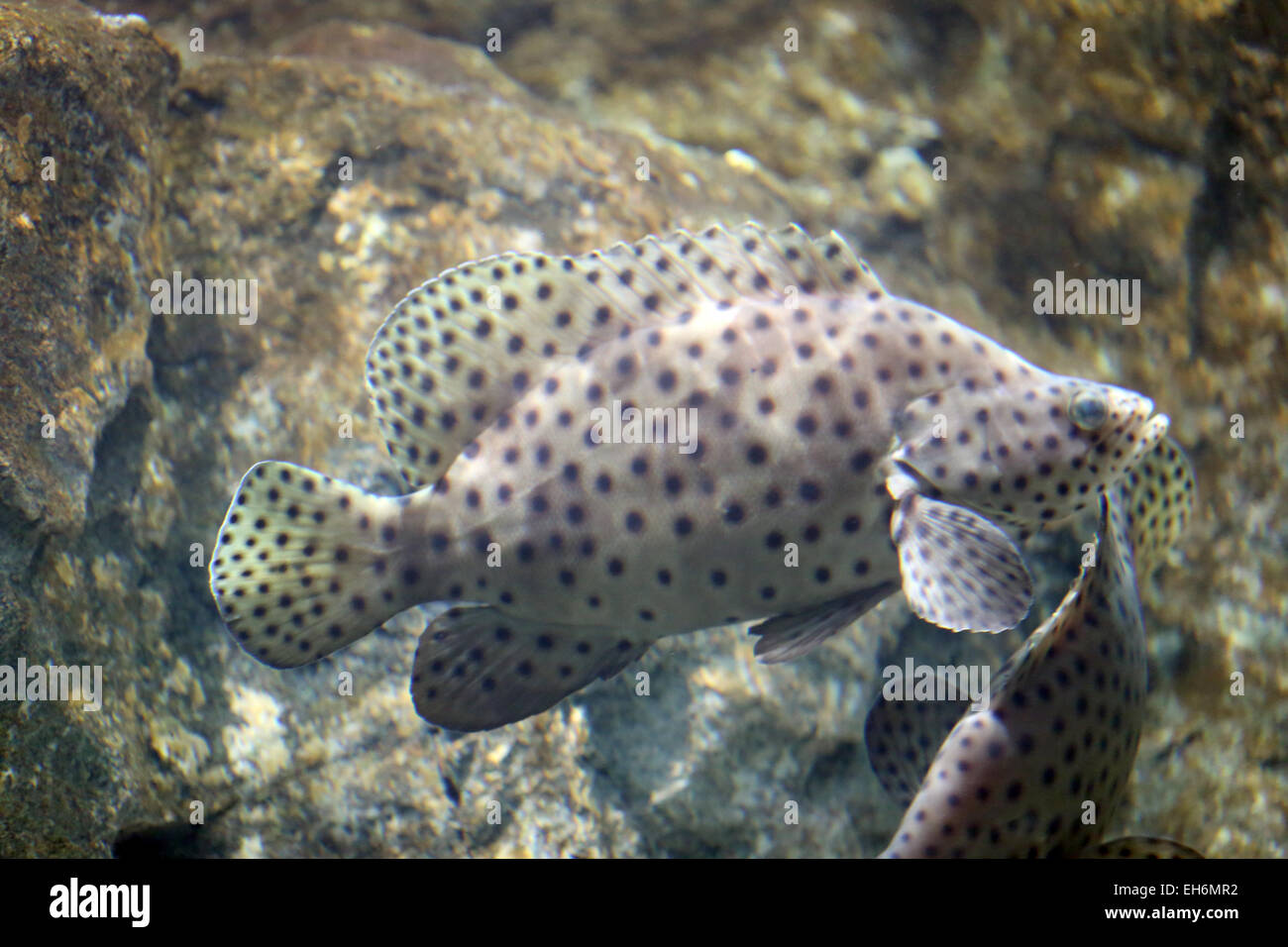 Humpback grouper or Barramundi cod, Panther grouper in the aquarium ...