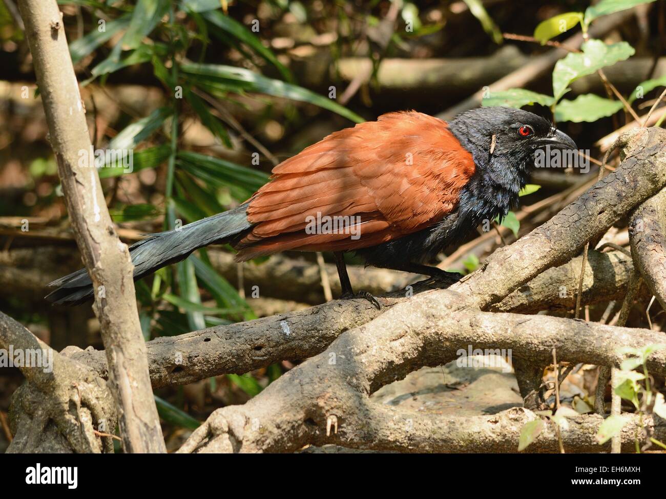 beautiful Greater Coucal (Centropus sinensis) in Thai forest Stock ...