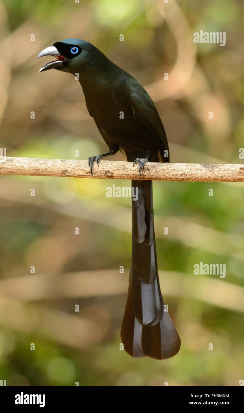 beautiful Racket-tailed Treepie (Crypsirina temia) in Thai forest Stock ...