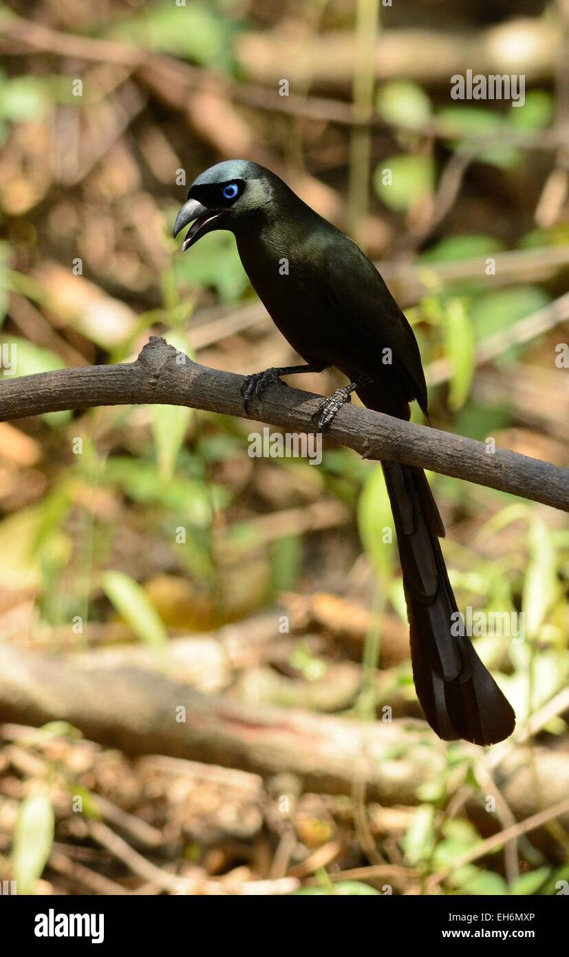 beautiful Racket-tailed Treepie (Crypsirina temia) in Thai forest Stock ...