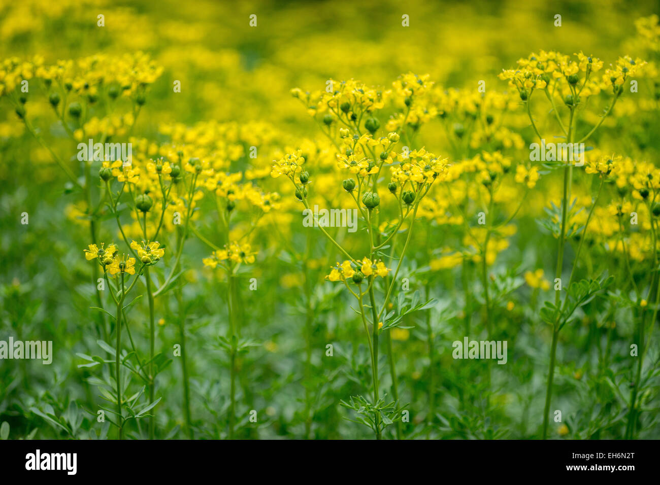 Ruta graveolens ,rue, common rue ,herb-of-grace blooming Stock Photo ...