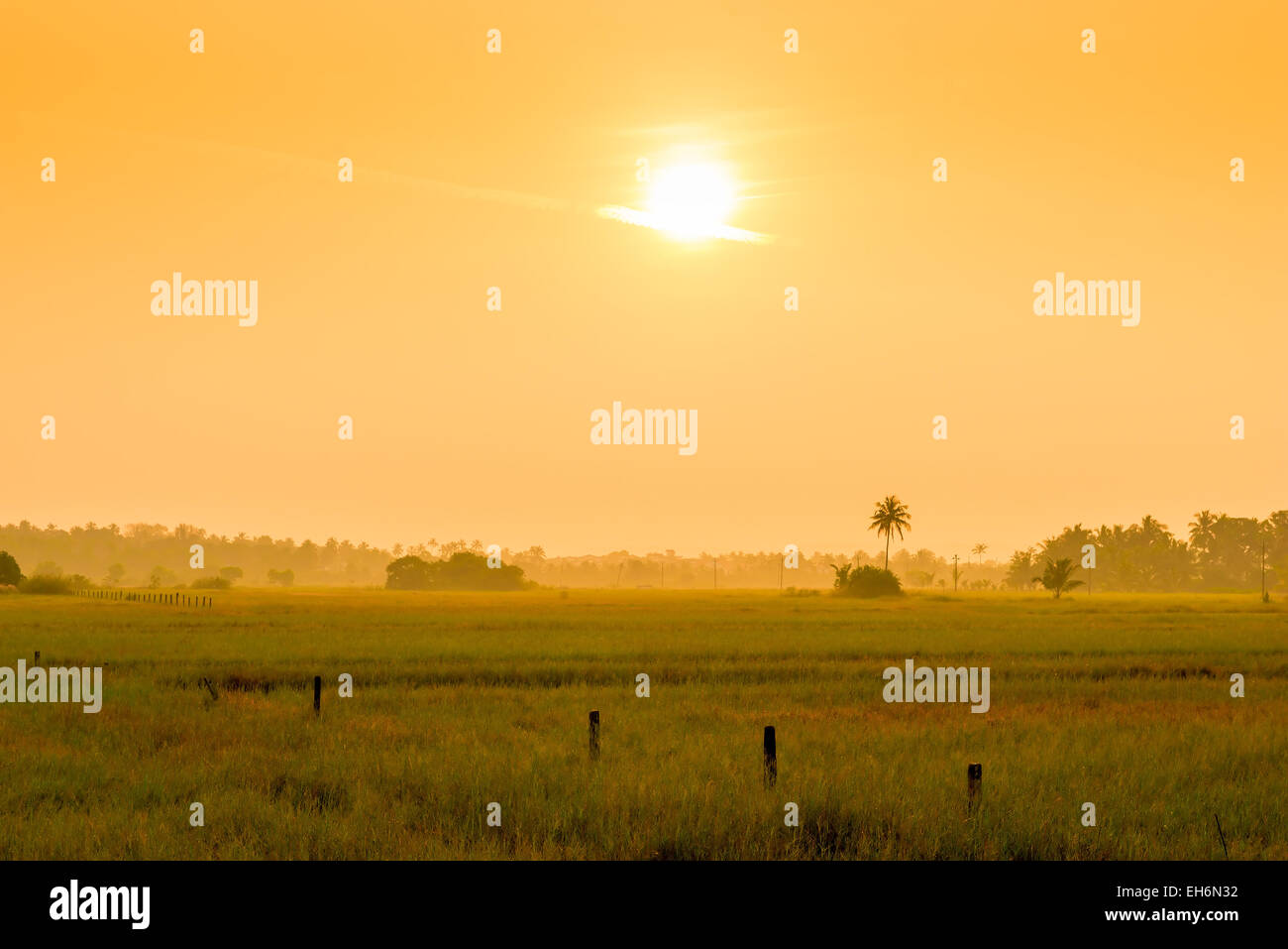 bright orange sun at sunrise over a field in the tropics Stock Photo ...