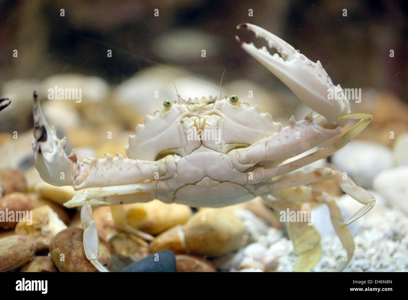 Flower crab or Blue crab in the aquarium Stock Photo - Alamy