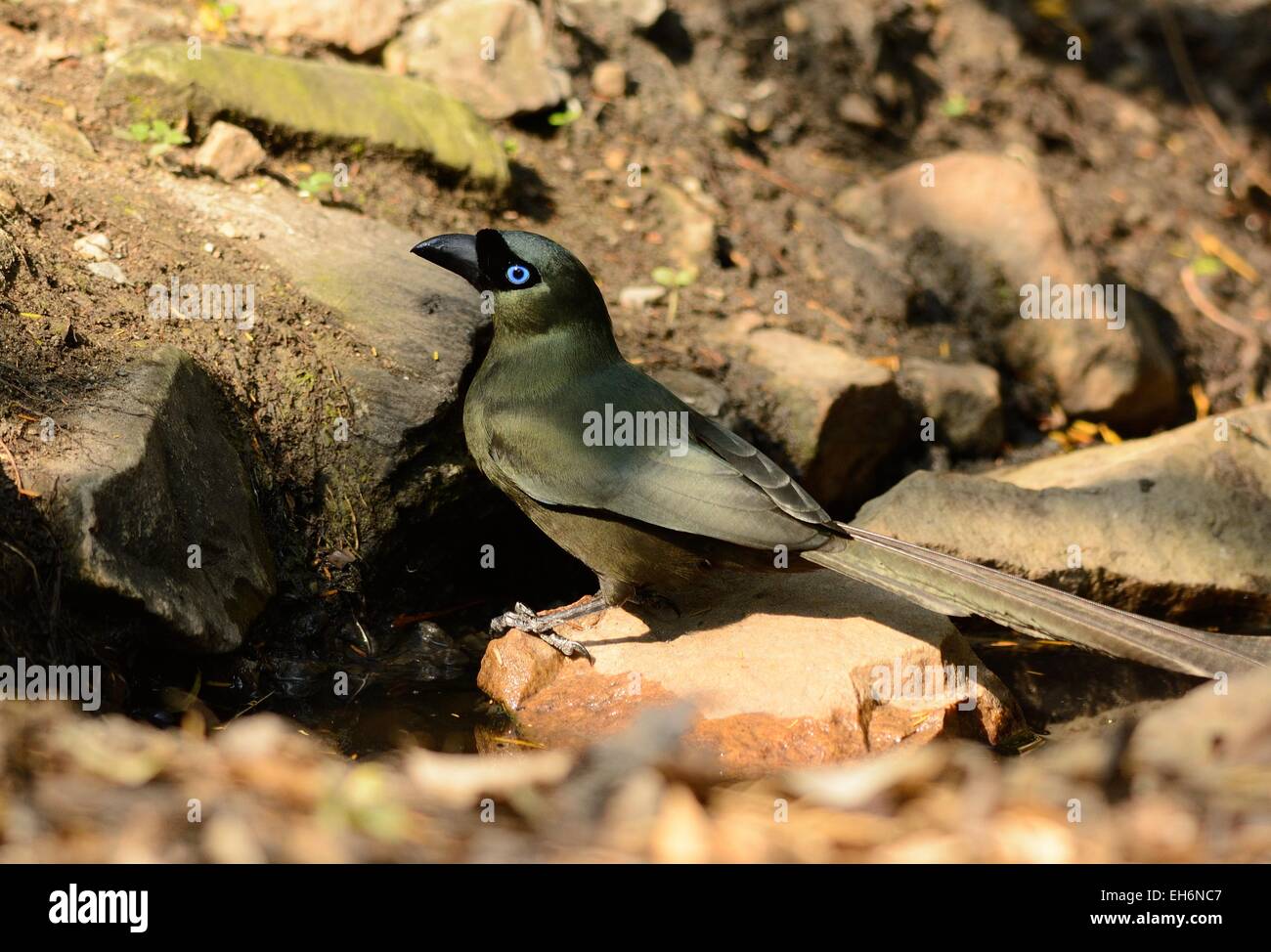 beautiful Racket-tailed Treepie (Crypsirina temia) in Thai forest Stock ...