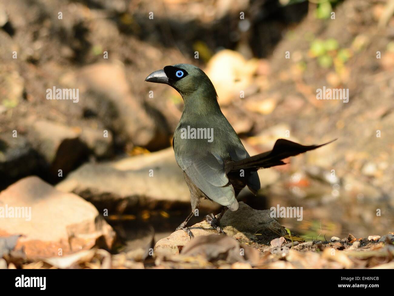 beautiful Racket-tailed Treepie (Crypsirina temia) in Thai forest Stock ...