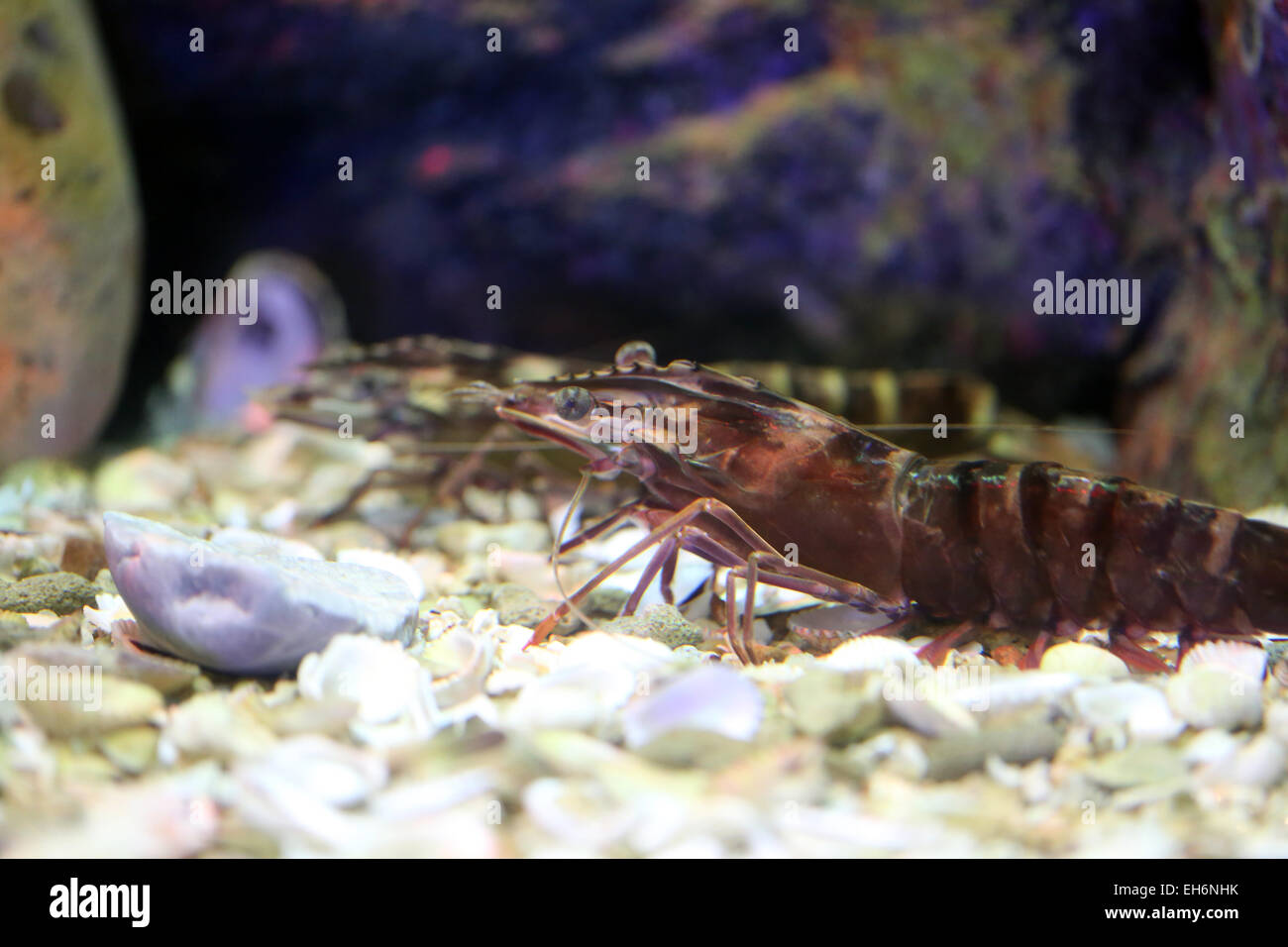 The Tiger prawn in the aquarium Stock Photo - Alamy