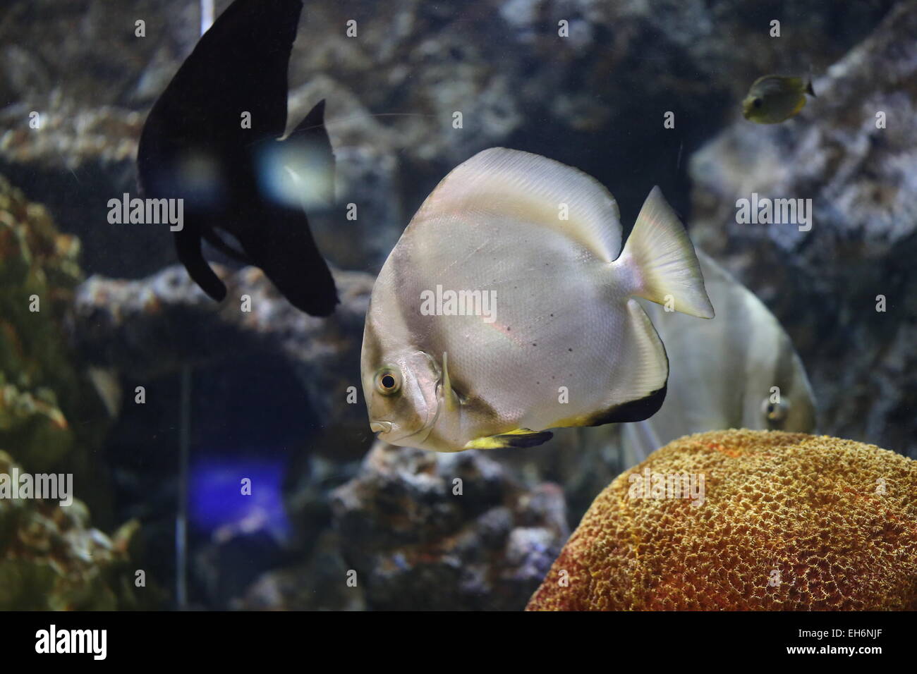 Platax orbicularis in aquarium hi-res stock photography and images - Alamy