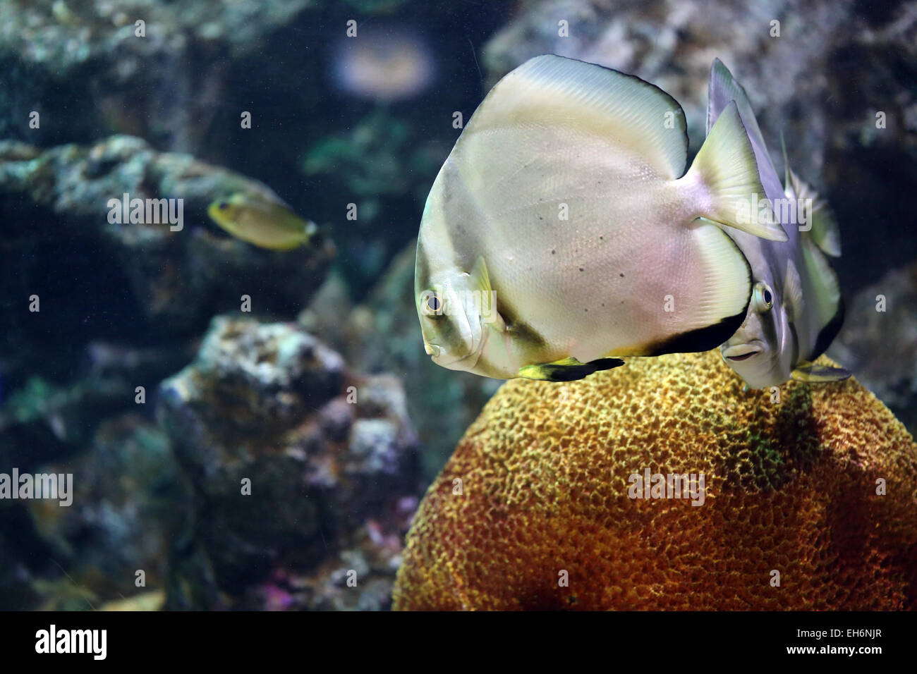 Platax orbicularis in aquarium hi-res stock photography and images - Alamy