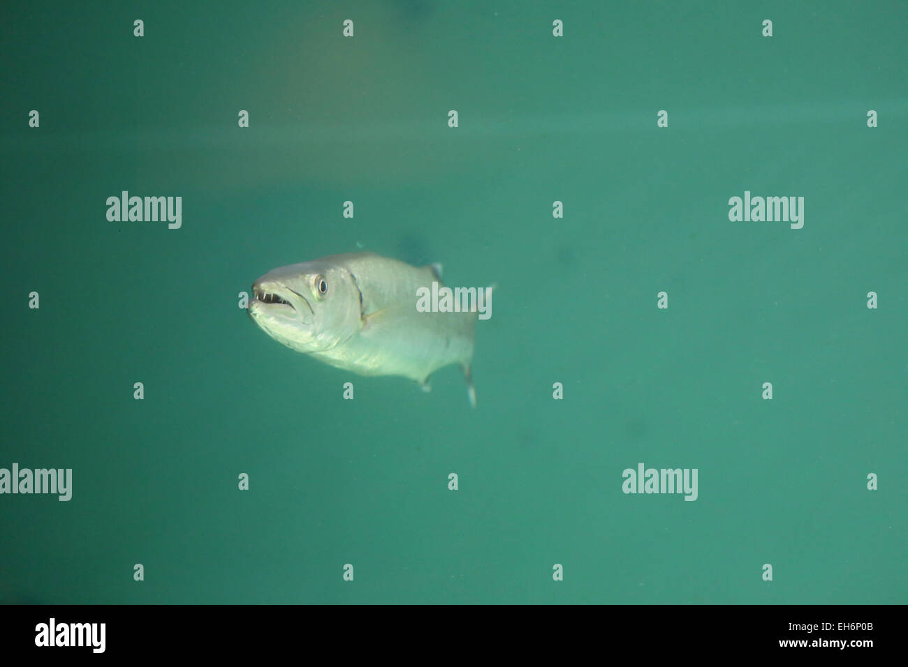Barracuda hi-res stock photography and images - Alamy
