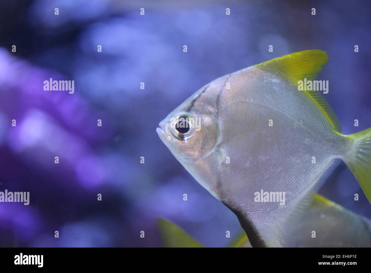 Silver fish in the sea aquarium Stock Photo - Alamy