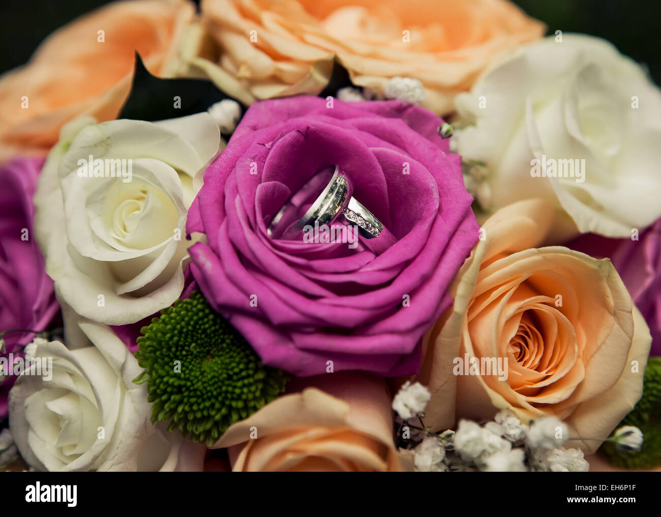 Wedding rings on the red roses Stock Photo - Alamy