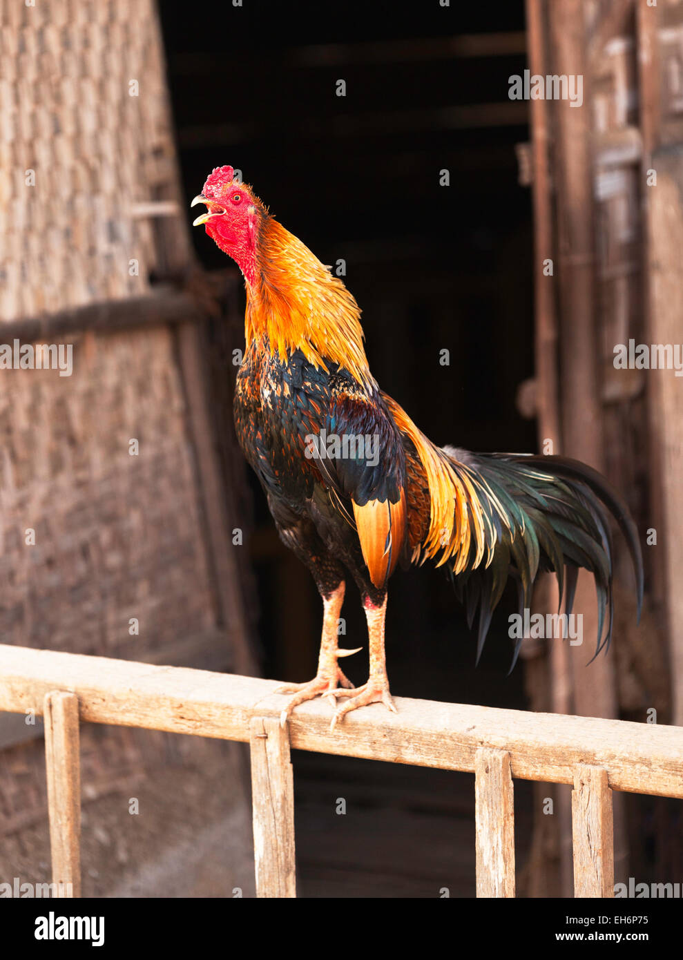 A domesticated male Red Junglefowl rooster, ( Gallus Gallus ), Inle ...