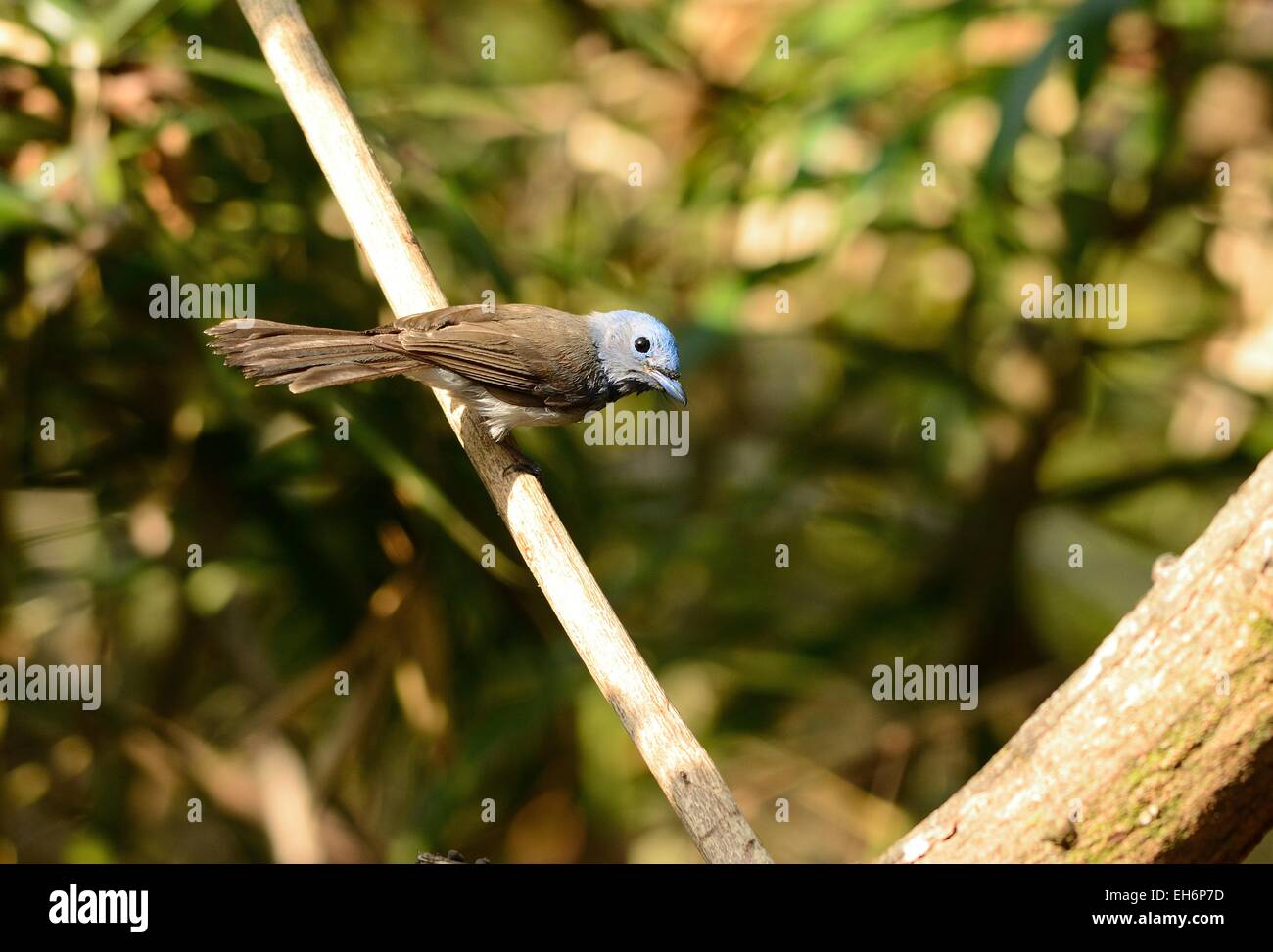 Female black naped monarch hypothymis azurea hi-res stock photography ...