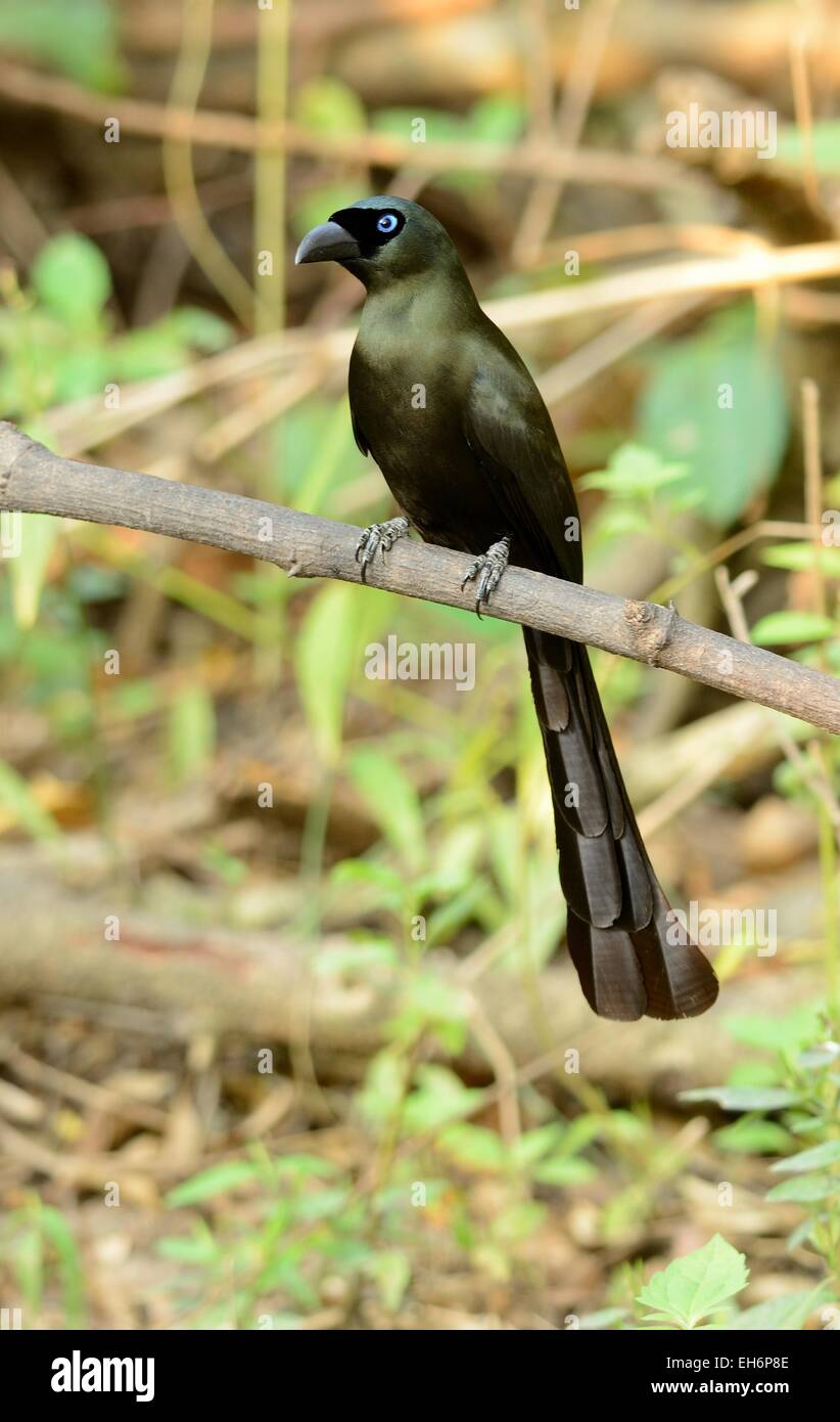 beautiful Racket-tailed Treepie (Crypsirina temia) in Thai forest Stock ...