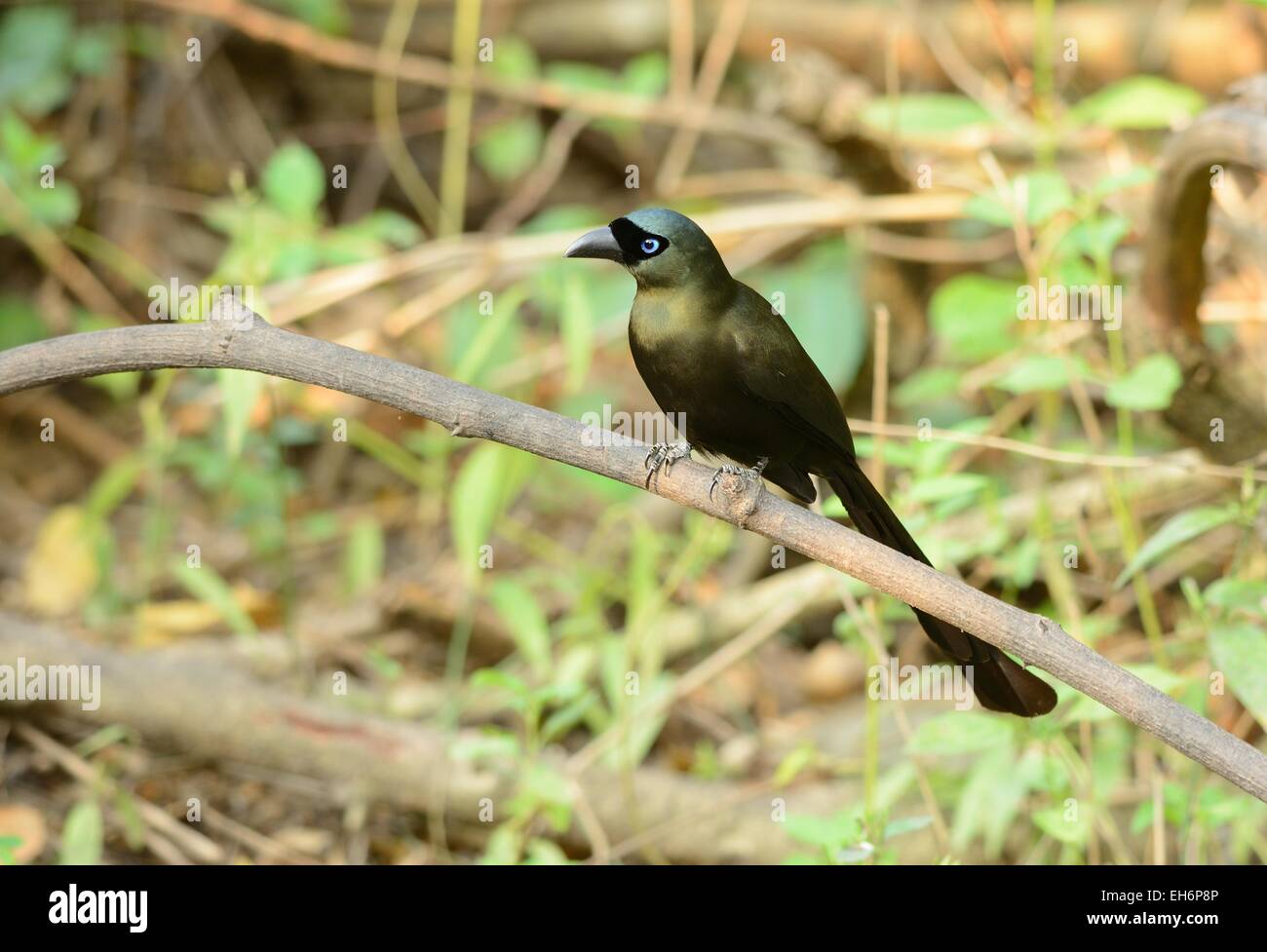 beautiful Racket-tailed Treepie (Crypsirina temia) in Thai forest Stock ...