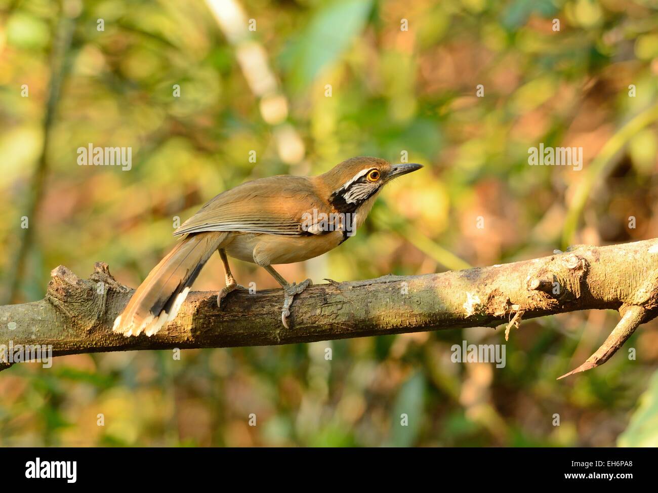 beautiful Greater Necklaced laughingthrush (Garrulax pectoralis) at ...