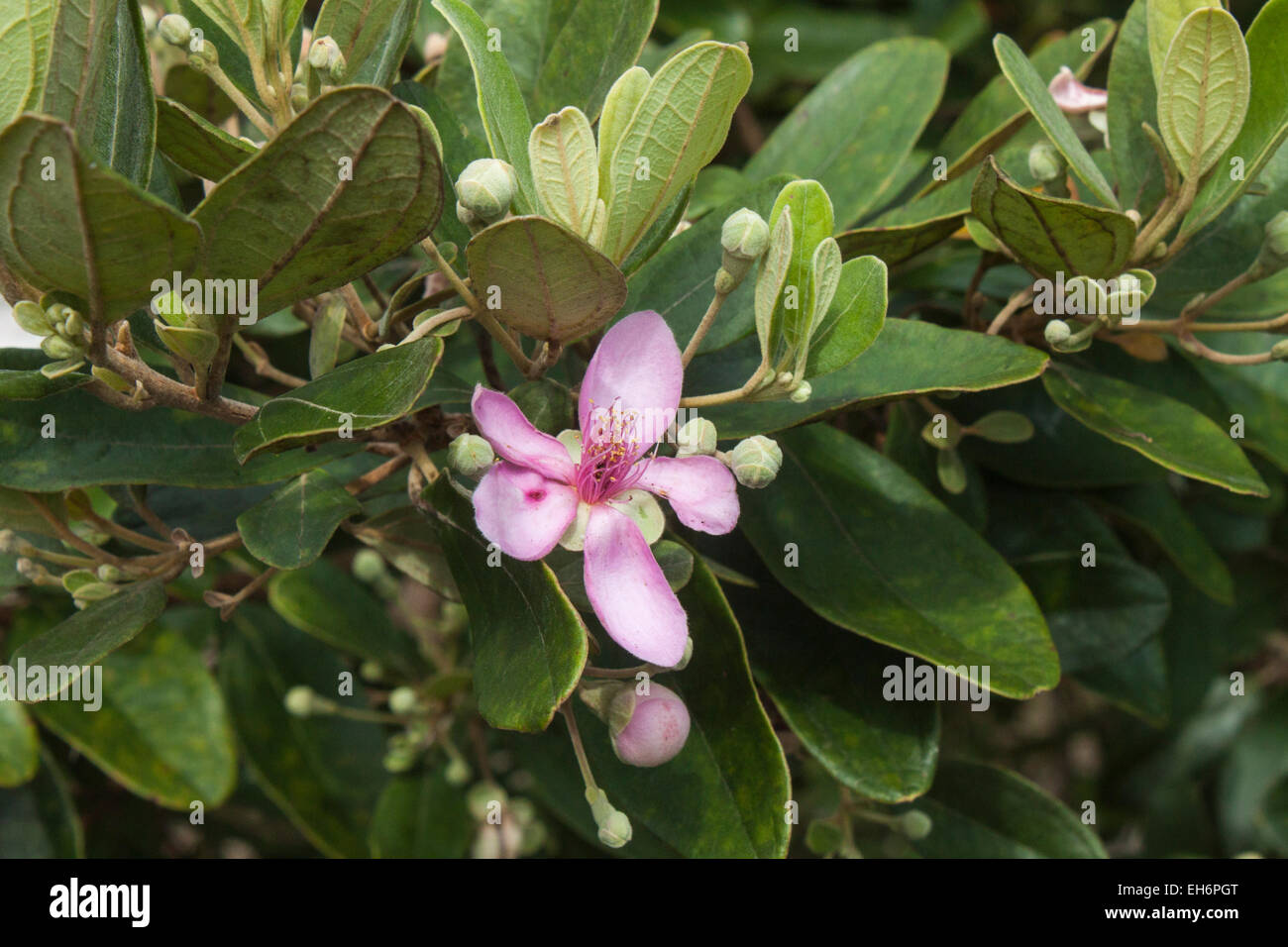 Sim flower hi-res stock photography and images - Alamy