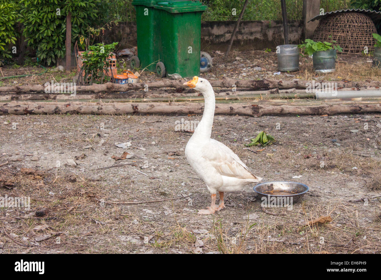 White goose, on a garden in Vietnam Stock Photo - Alamy