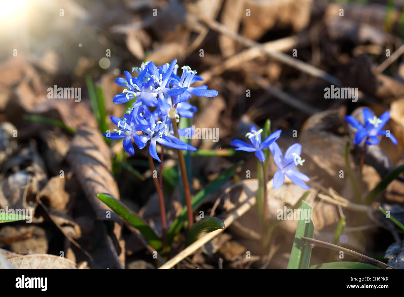 Siberian squill blue flowers in spring Stock Photo - Alamy