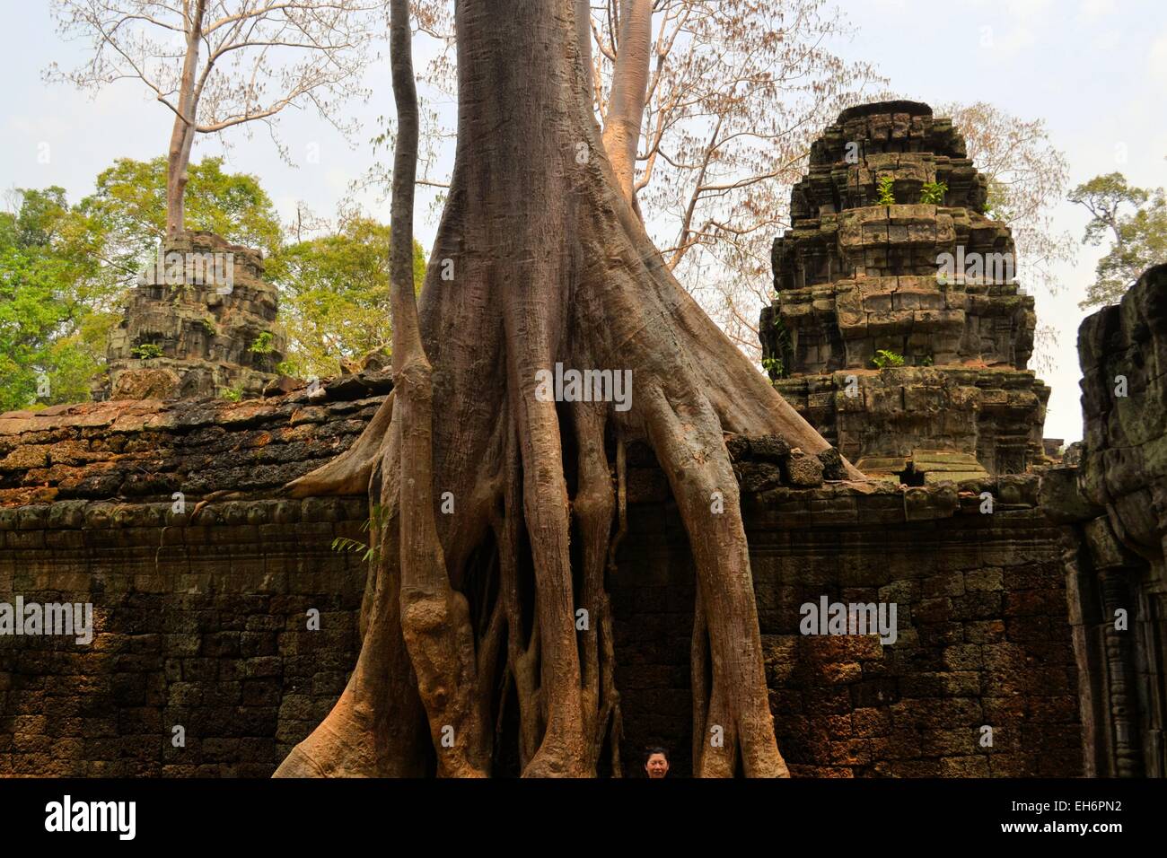 Ancient Angkor Era temple overgrown by trees, Cambodia Stock Photo - Alamy