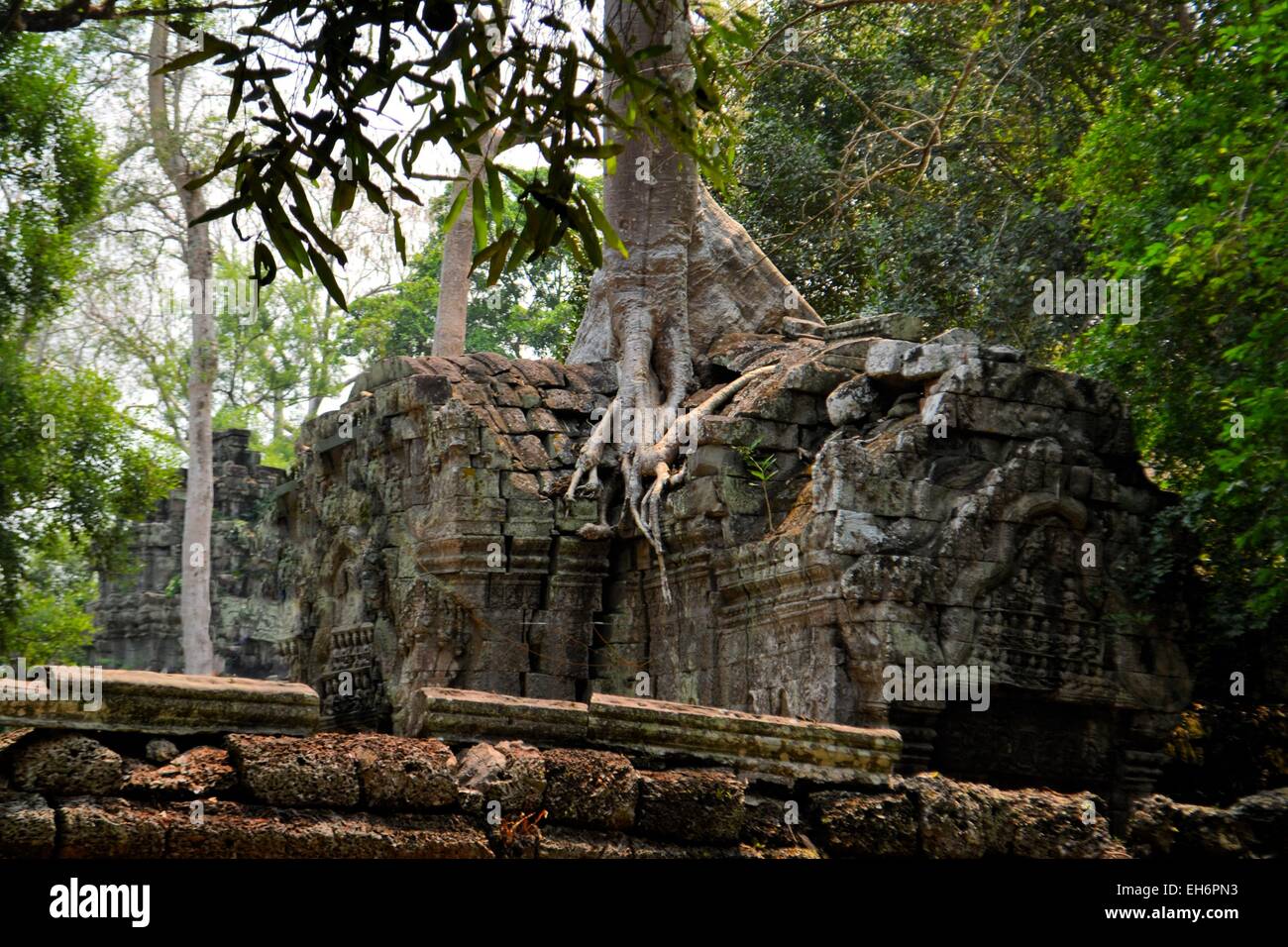 Ancient Angkor Era temple overgrown by trees, Cambodia Stock Photo - Alamy