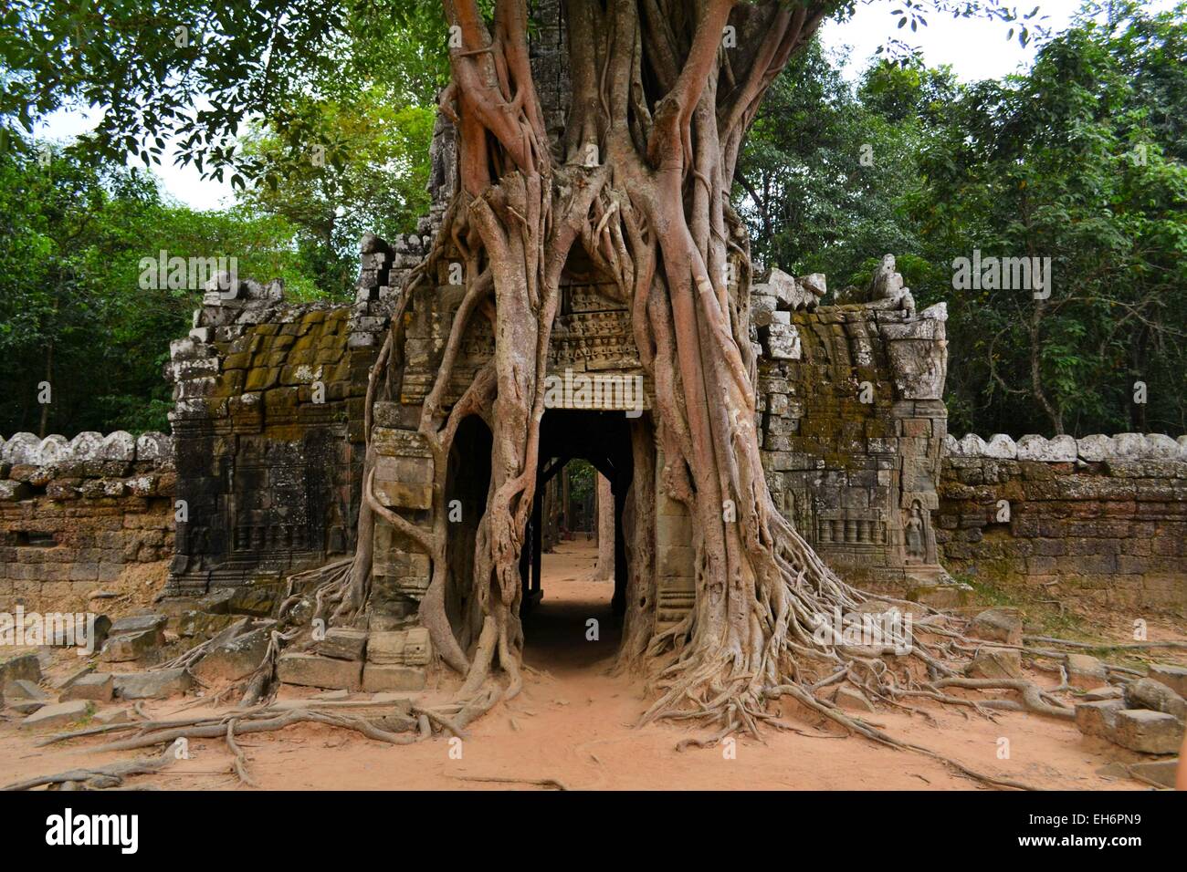 Ancient Angkor Era temple overgrown by trees, Cambodia Stock Photo - Alamy