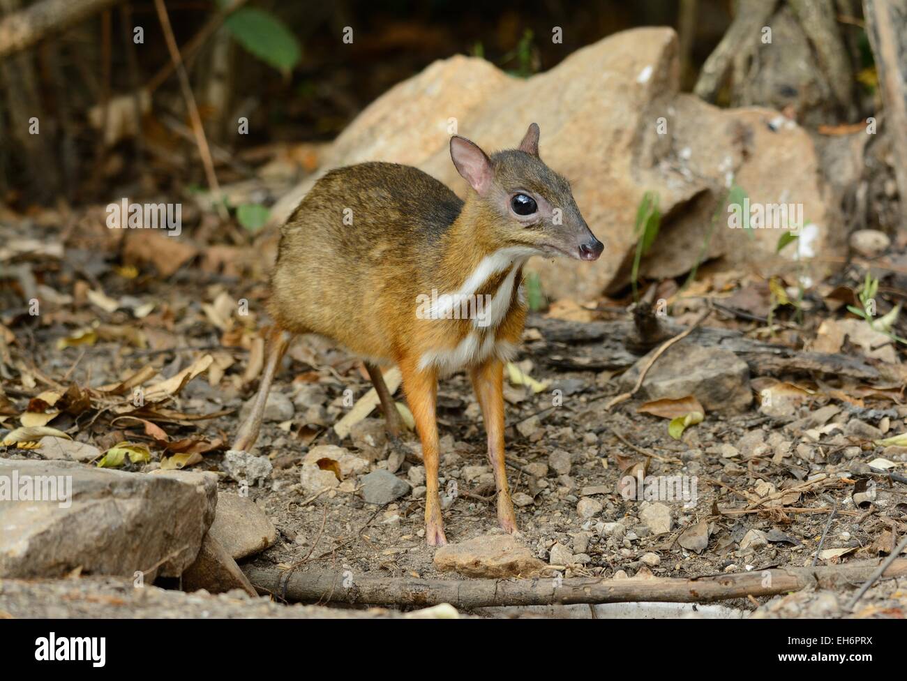 Deer mouse hi-res stock photography and images - Alamy