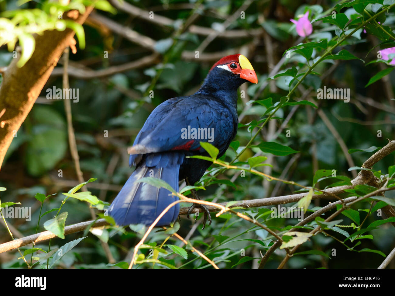 Musophaga violacea hi-res stock photography and images - Alamy