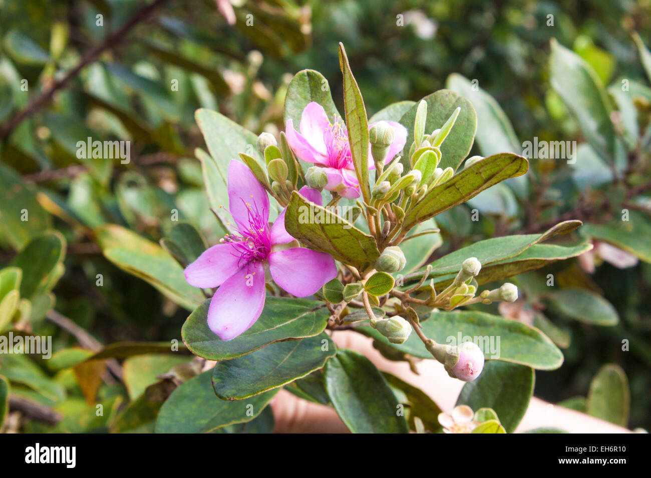 A violet sim flower hi-res stock photography and images - Alamy