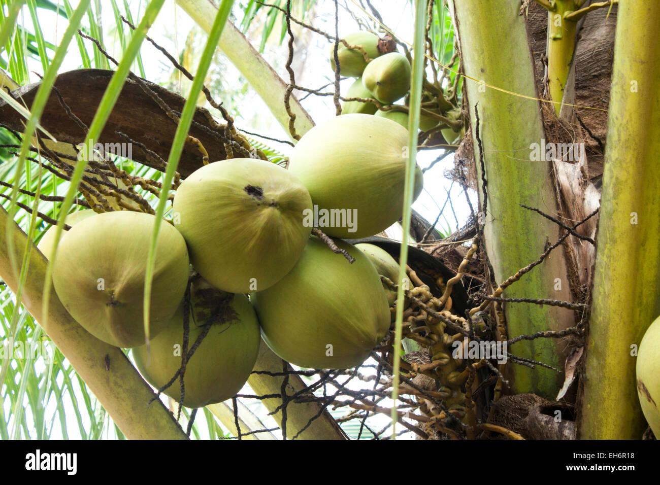 Coconuts on a tree, at Mekong delta, in Vietnam Stock Photo - Alamy
