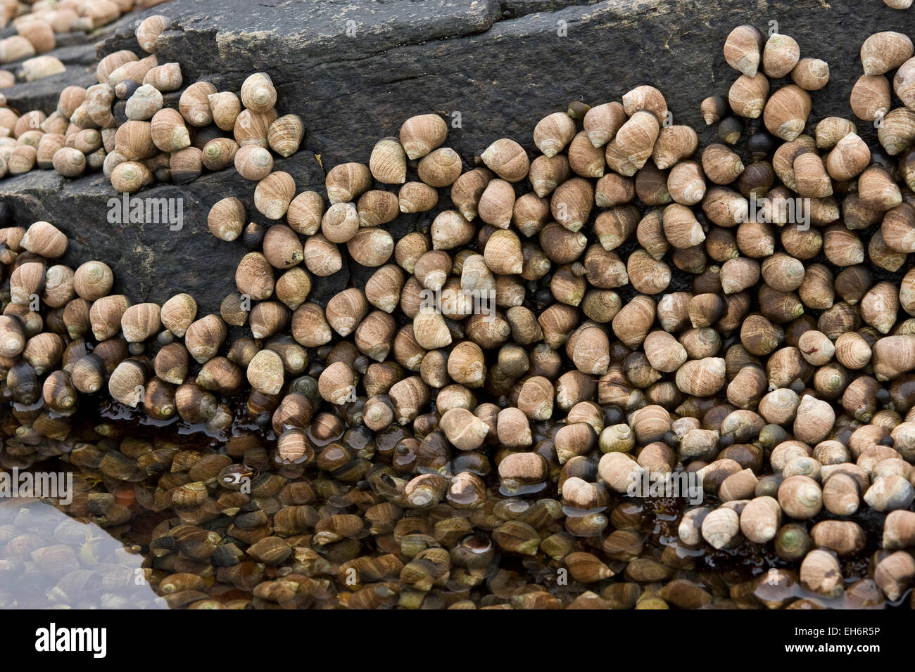 Common periwinkle, winkle, wheelk, edible winkle, Strandschnecke ...