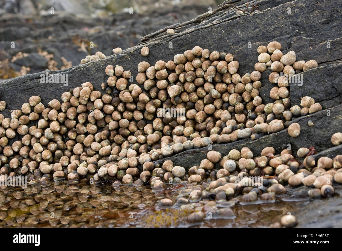 Common periwinkle, winkle, wheelk, edible winkle, Strandschnecke ...