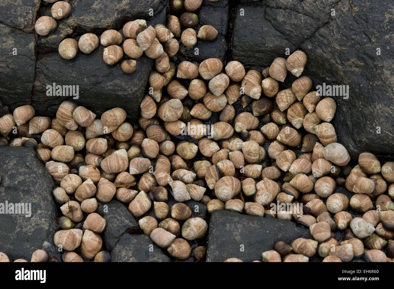 Common periwinkle, winkle, wheelk, edible winkle, Strandschnecke ...