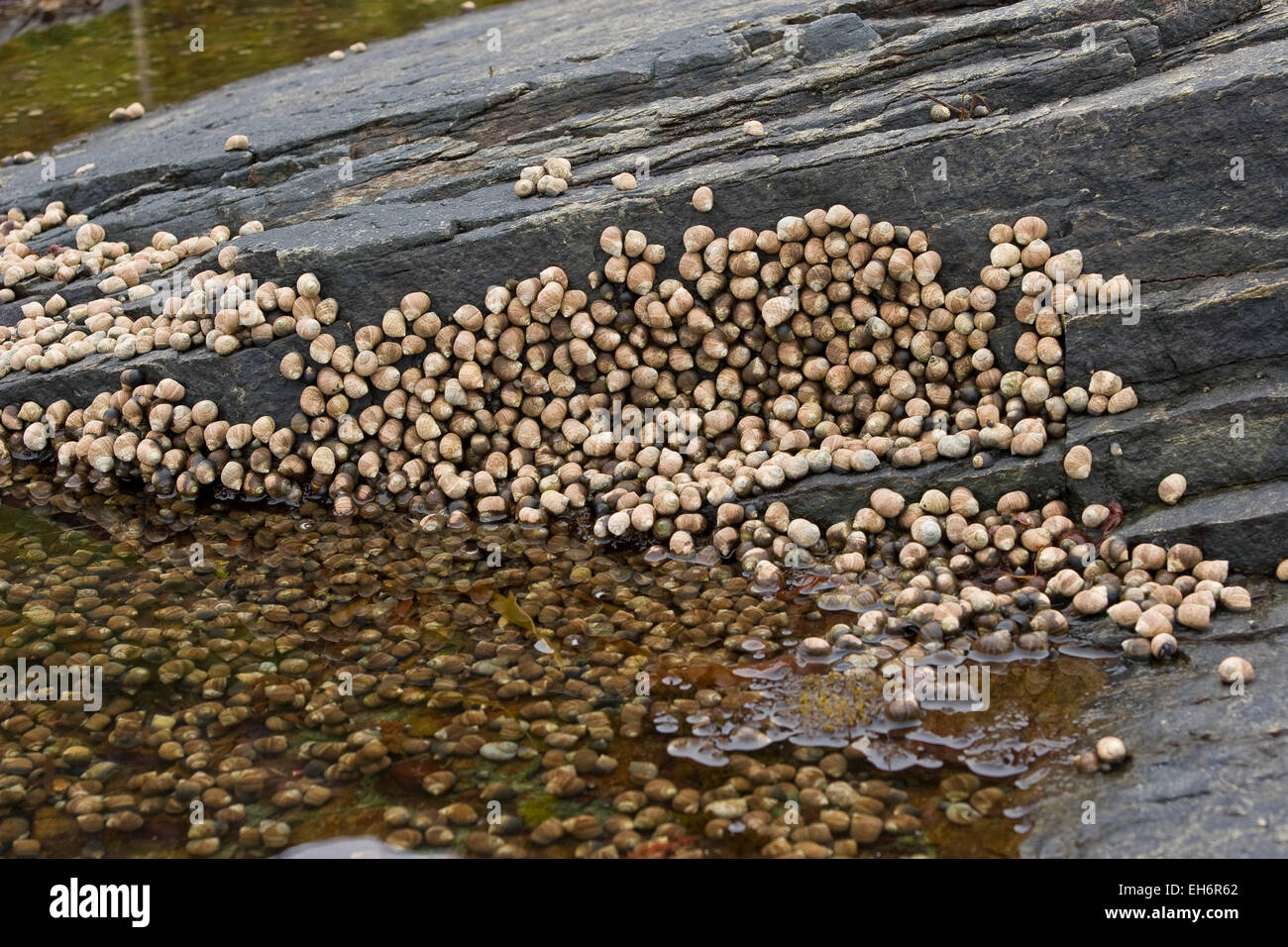 Common periwinkle, winkle, wheelk, edible winkle, Strandschnecke ...