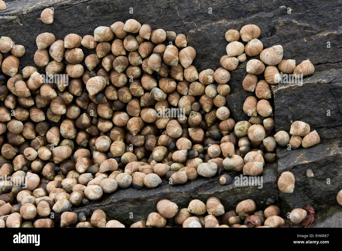 Common periwinkle, winkle, wheelk, edible winkle, Strandschnecke ...