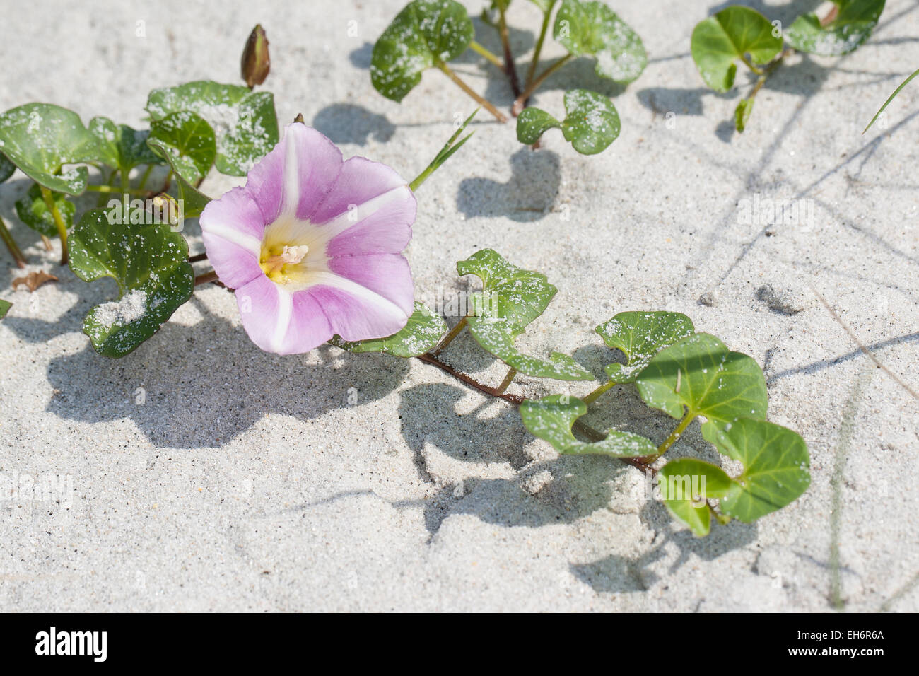 Seashore false bindweed, beach morning glory, Strandwinde, Strand-Winde ...