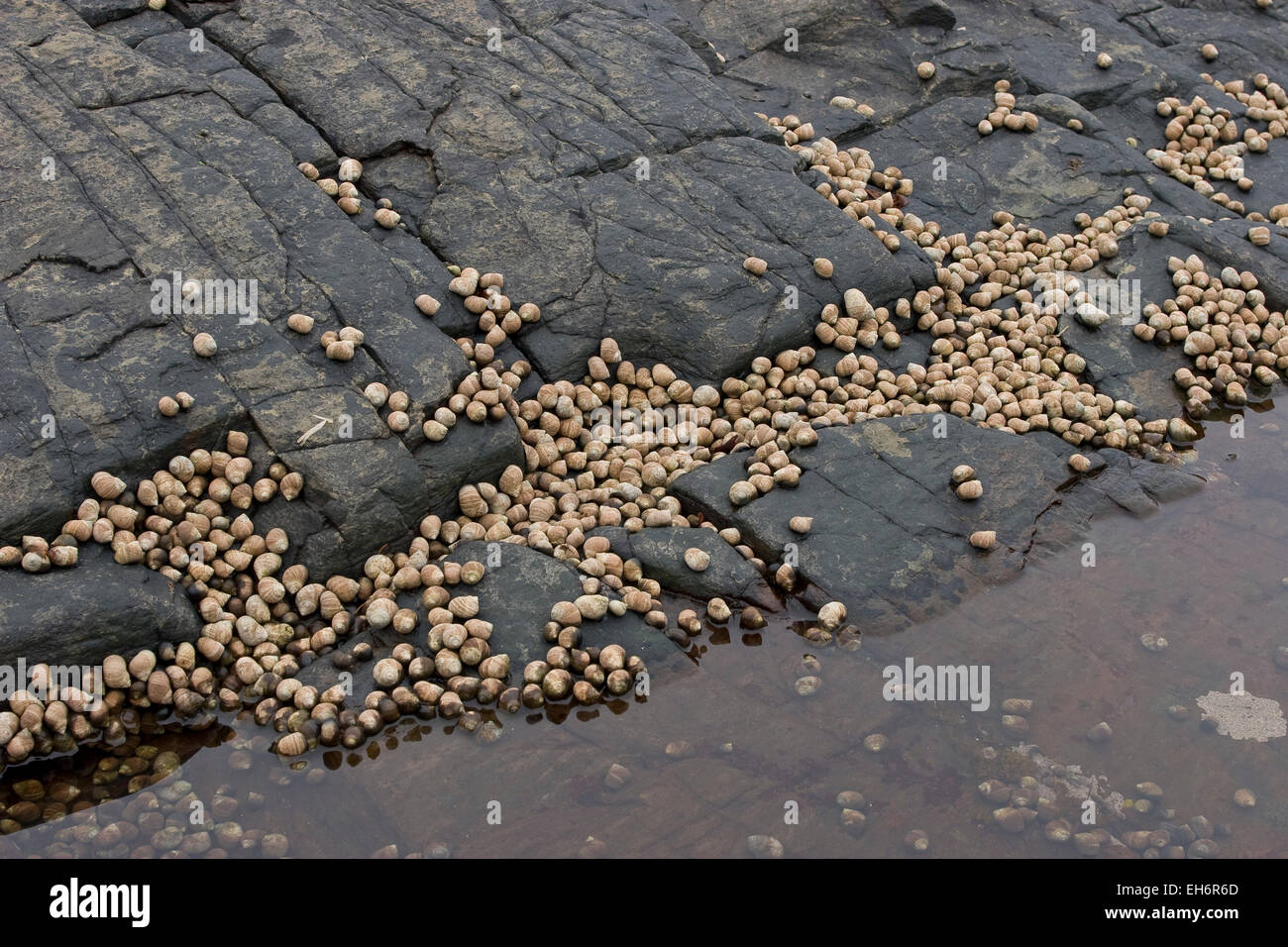 Common periwinkle, winkle, wheelk, edible winkle, Strandschnecke ...
