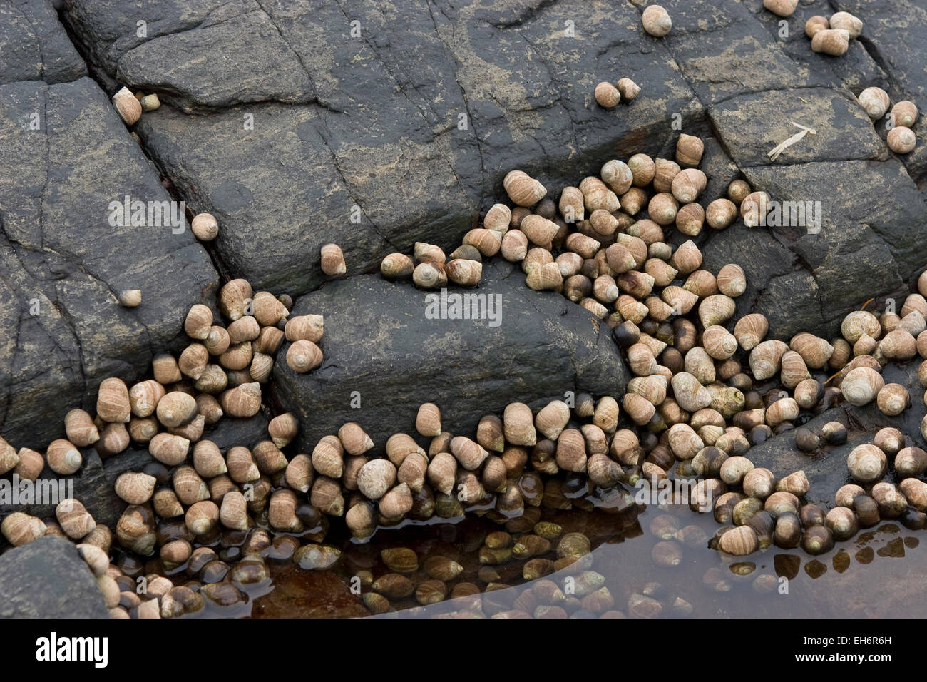 Common periwinkle, winkle, wheelk, edible winkle, Strandschnecke ...