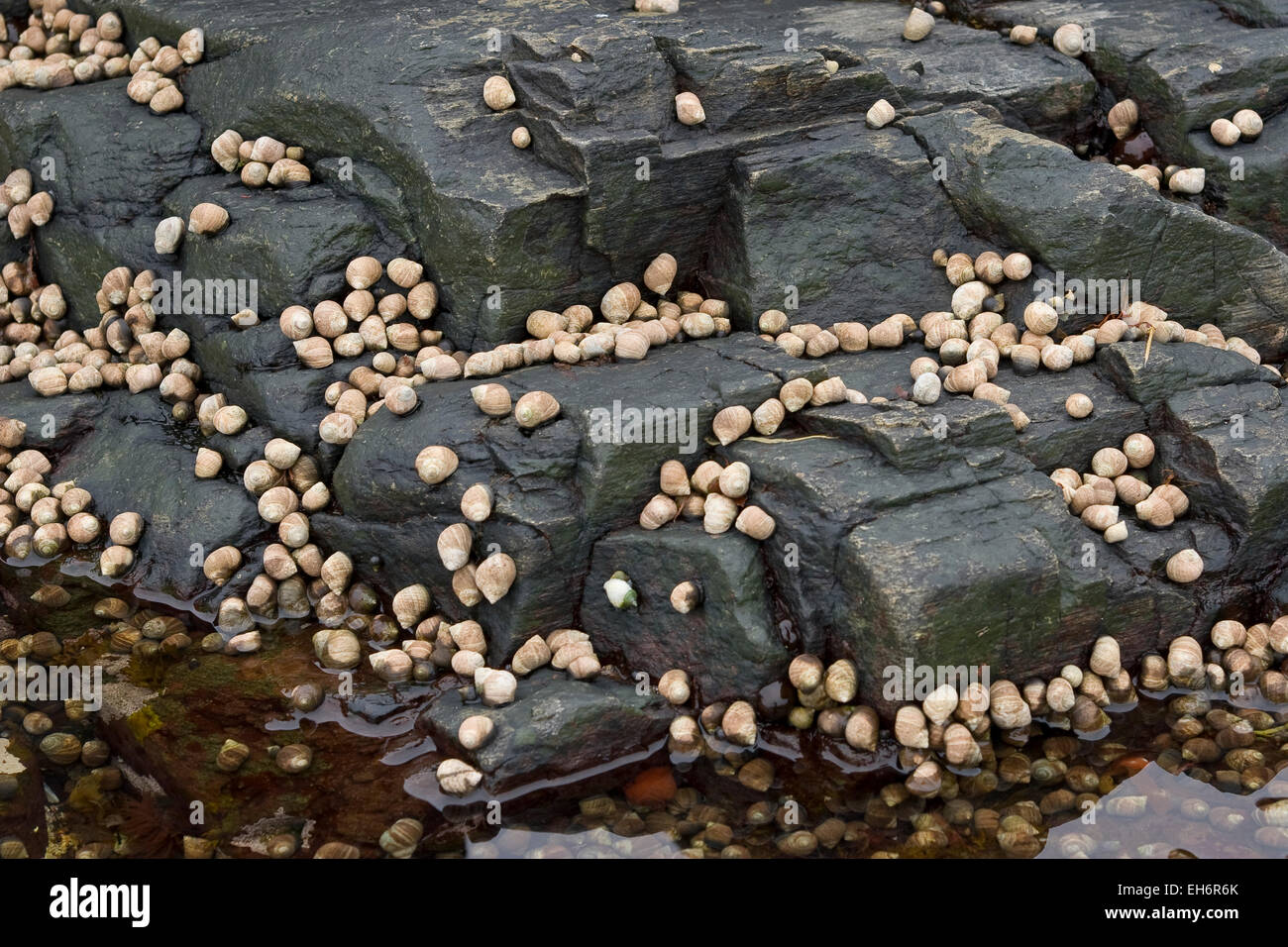 Edible winkle hi-res stock photography and images - Alamy