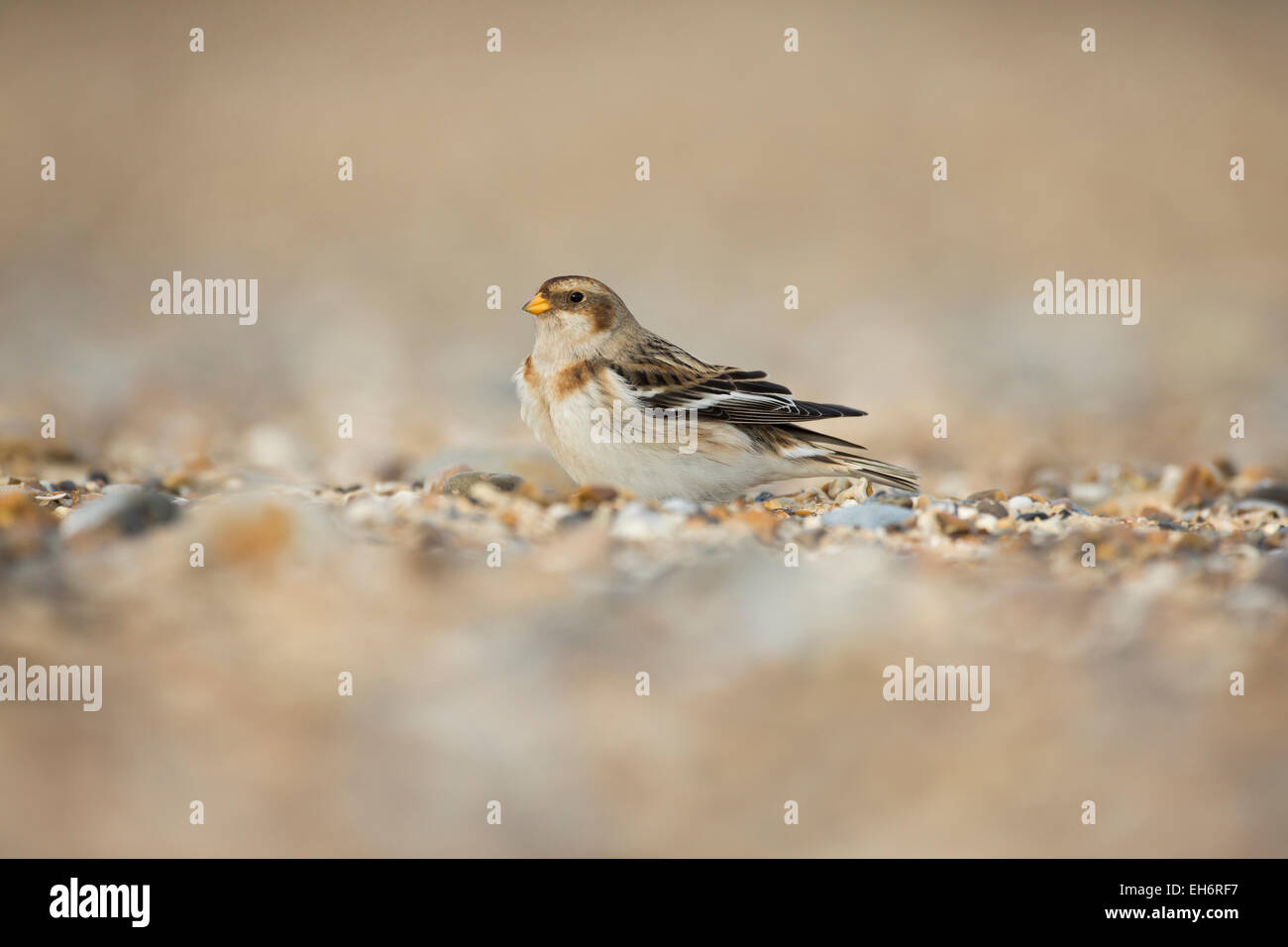 Snow bunting migrating bird hi-res stock photography and images - Alamy