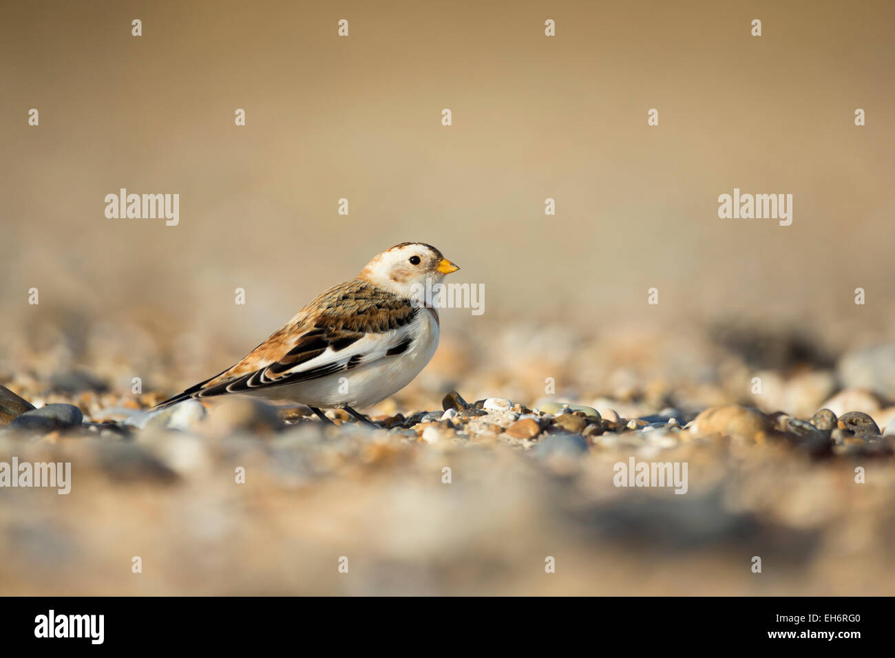 Snow Bunting (Plectrophenax nivalis) migration during winter to feed on ...