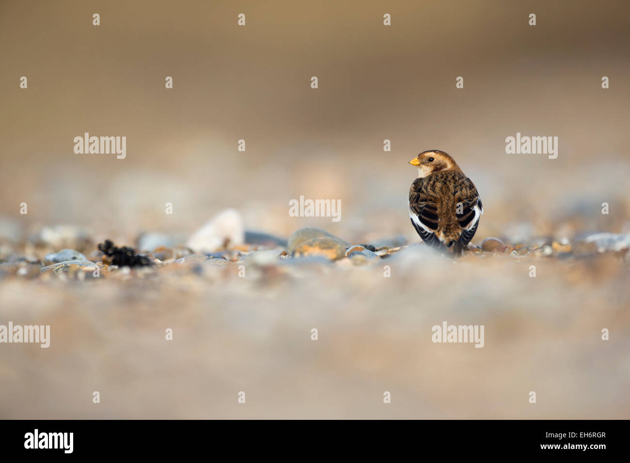 Snow bunting migrating bird hi-res stock photography and images - Alamy